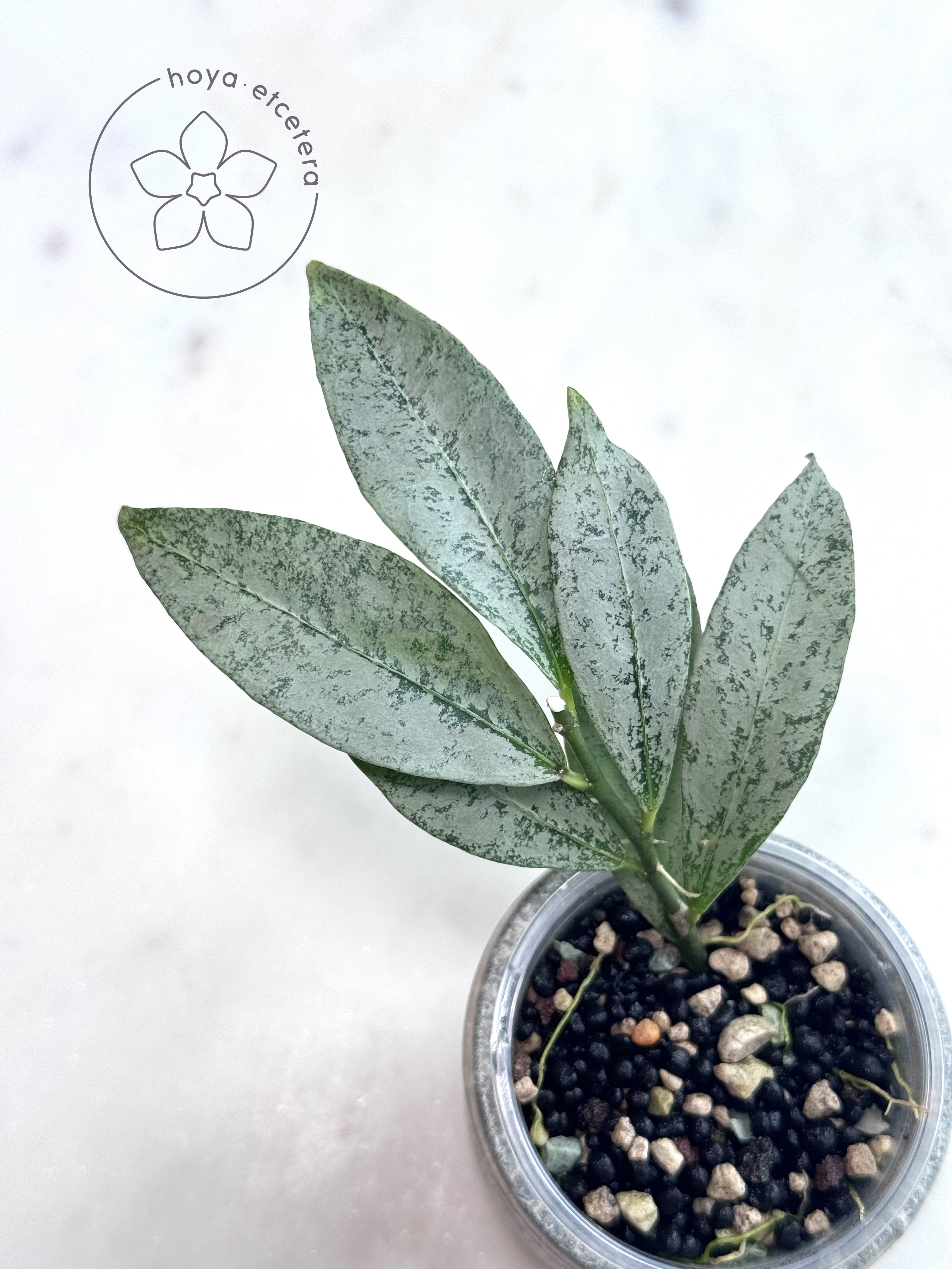 Hoya amicabilis (silver) – Hoya etcetera