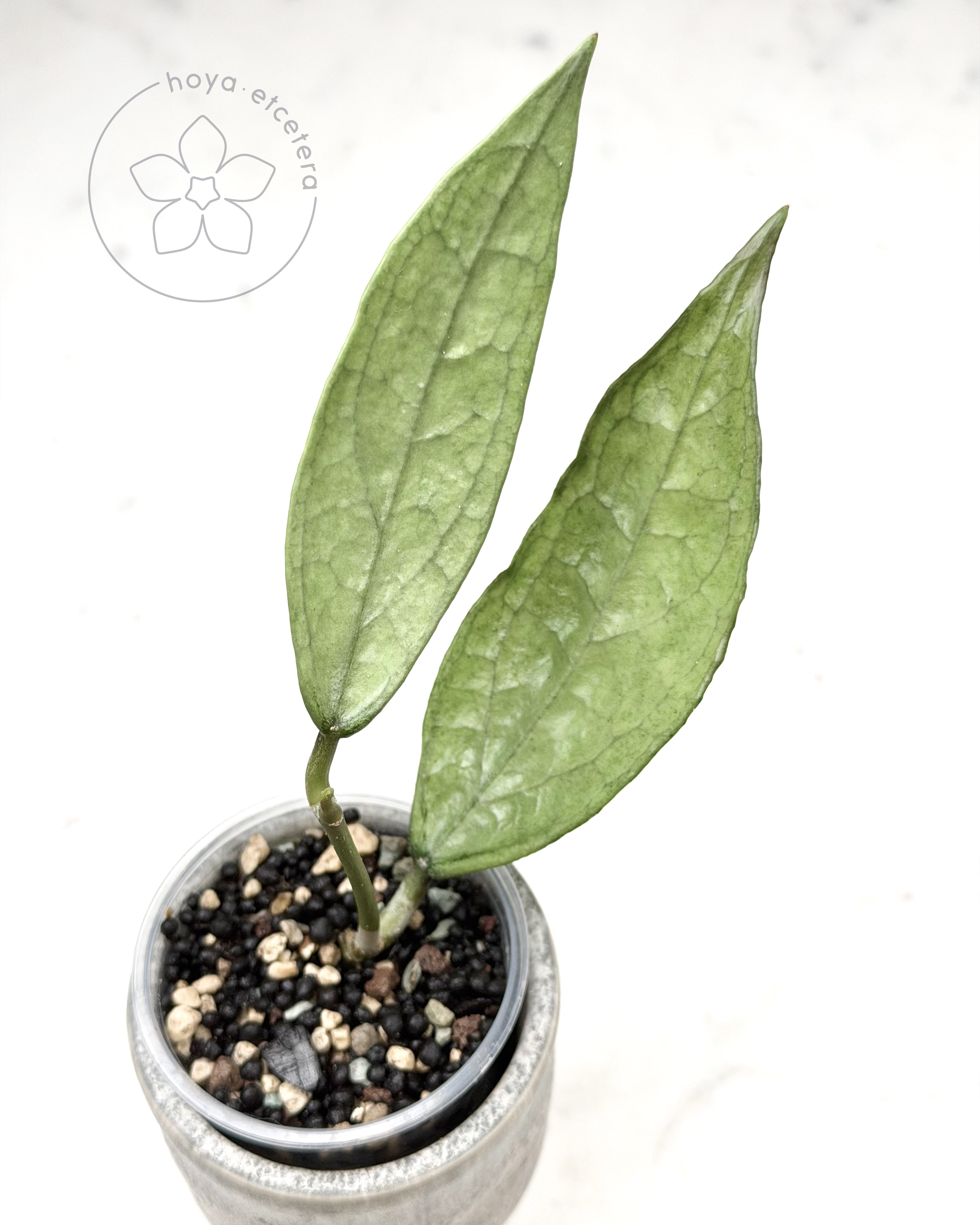 Hoya sp. Germany (silver) – Hoya etcetera