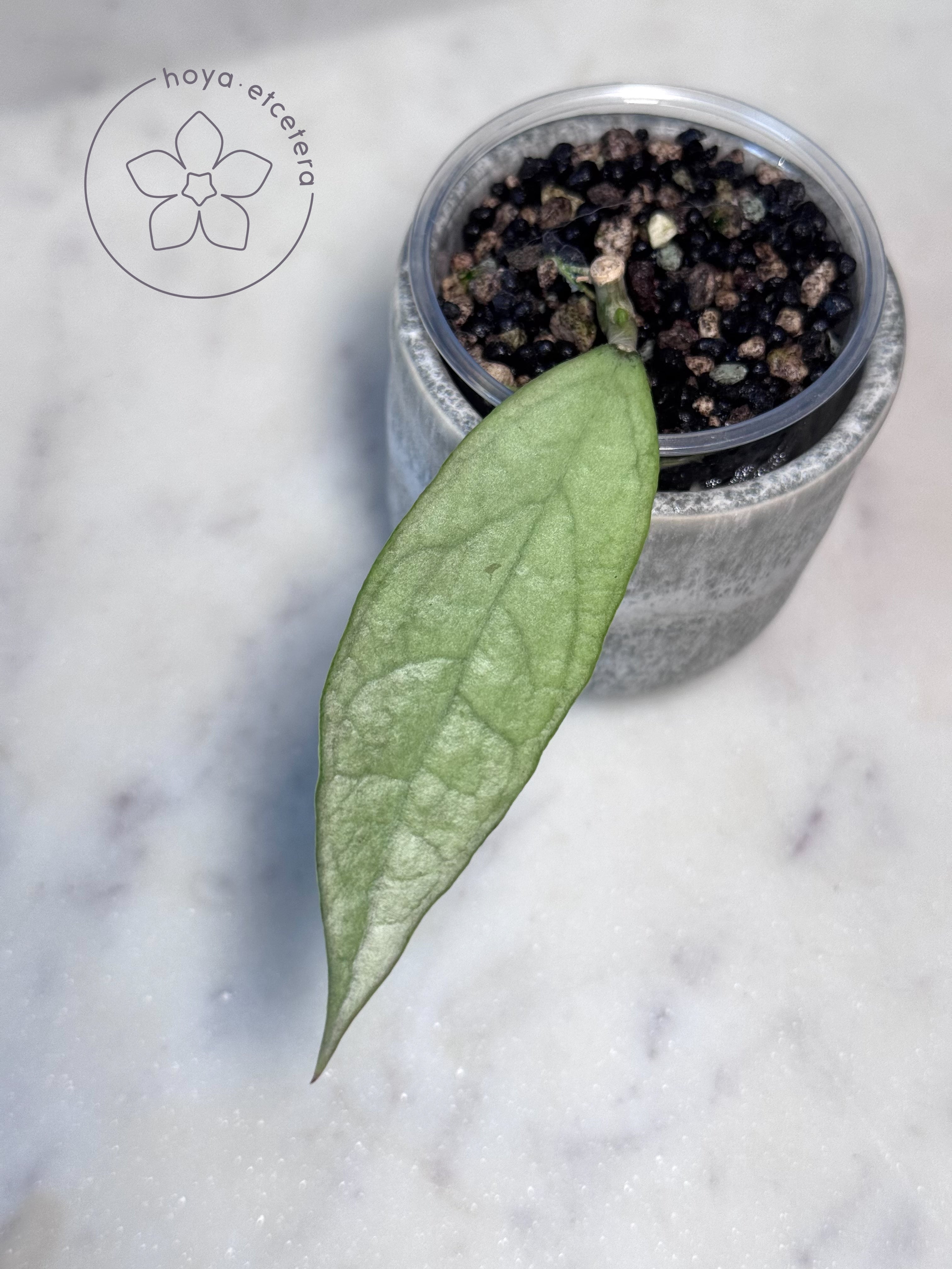 Hoya sp. Germany (silver) – Hoya etcetera