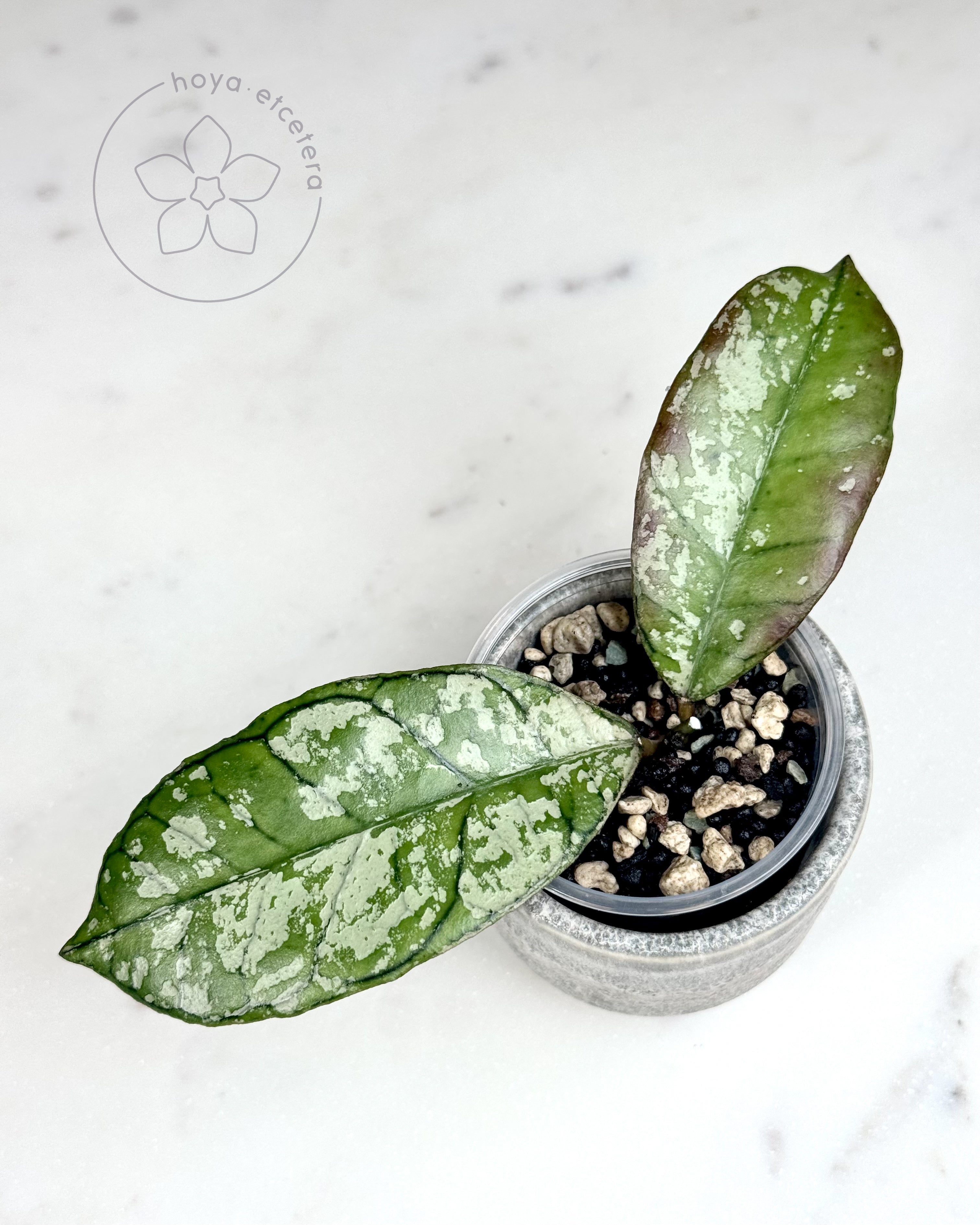 Hoya sp. Gunung Gading (Ghost) – Hoya etcetera