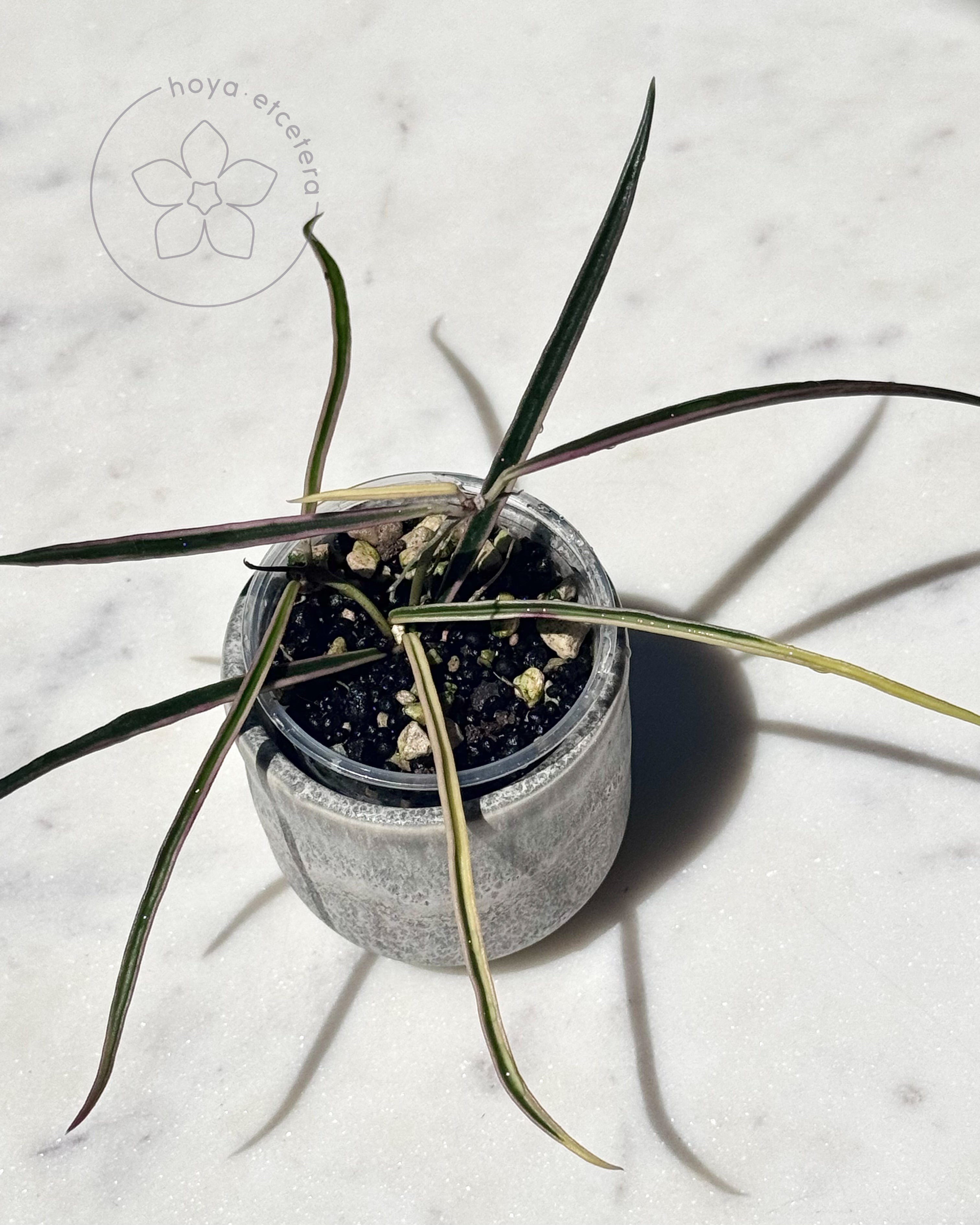 Hoya acicularis (variegated) – Hoya etcetera