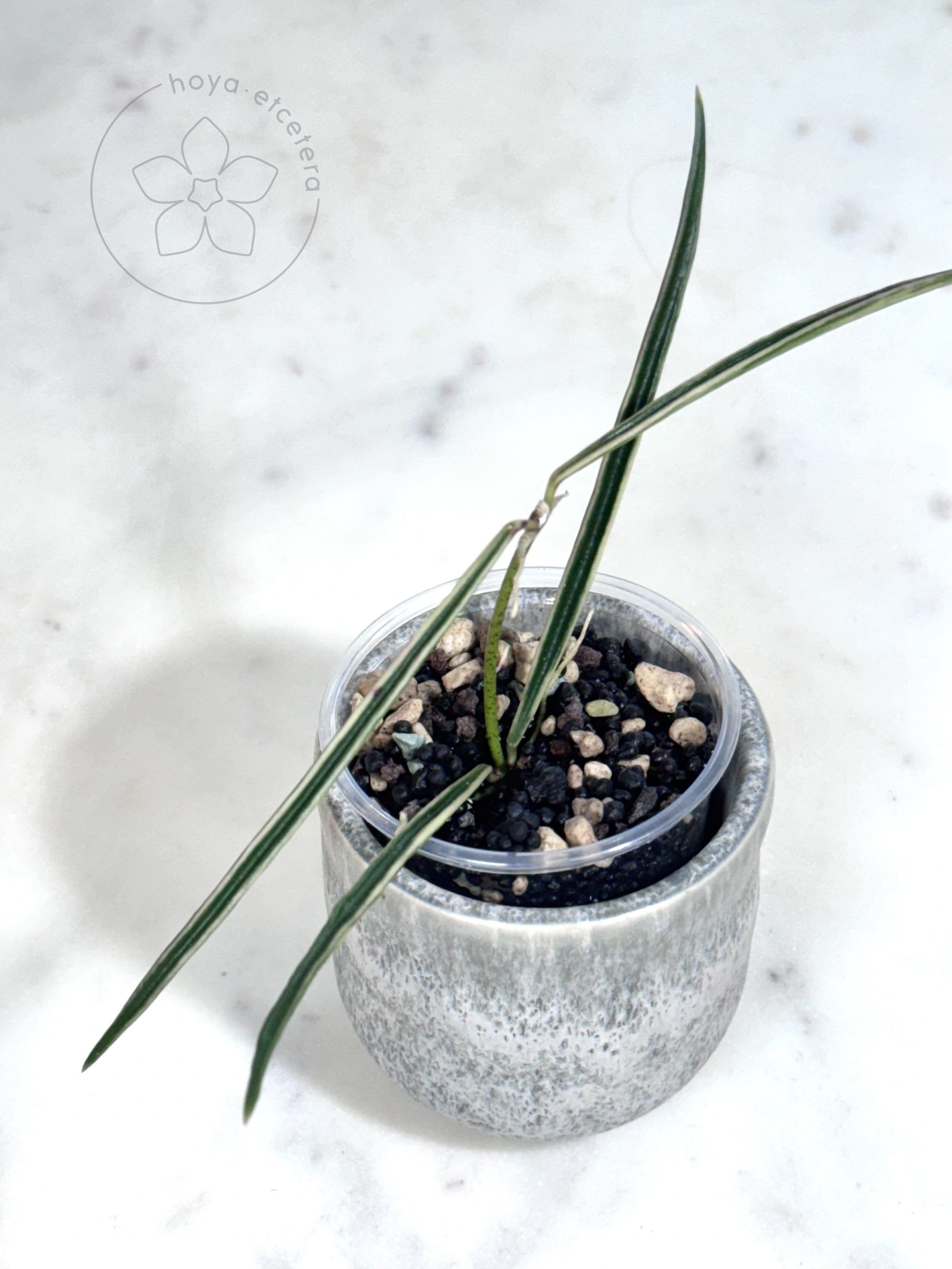 Hoya acicularis (variegated) – Hoya etcetera