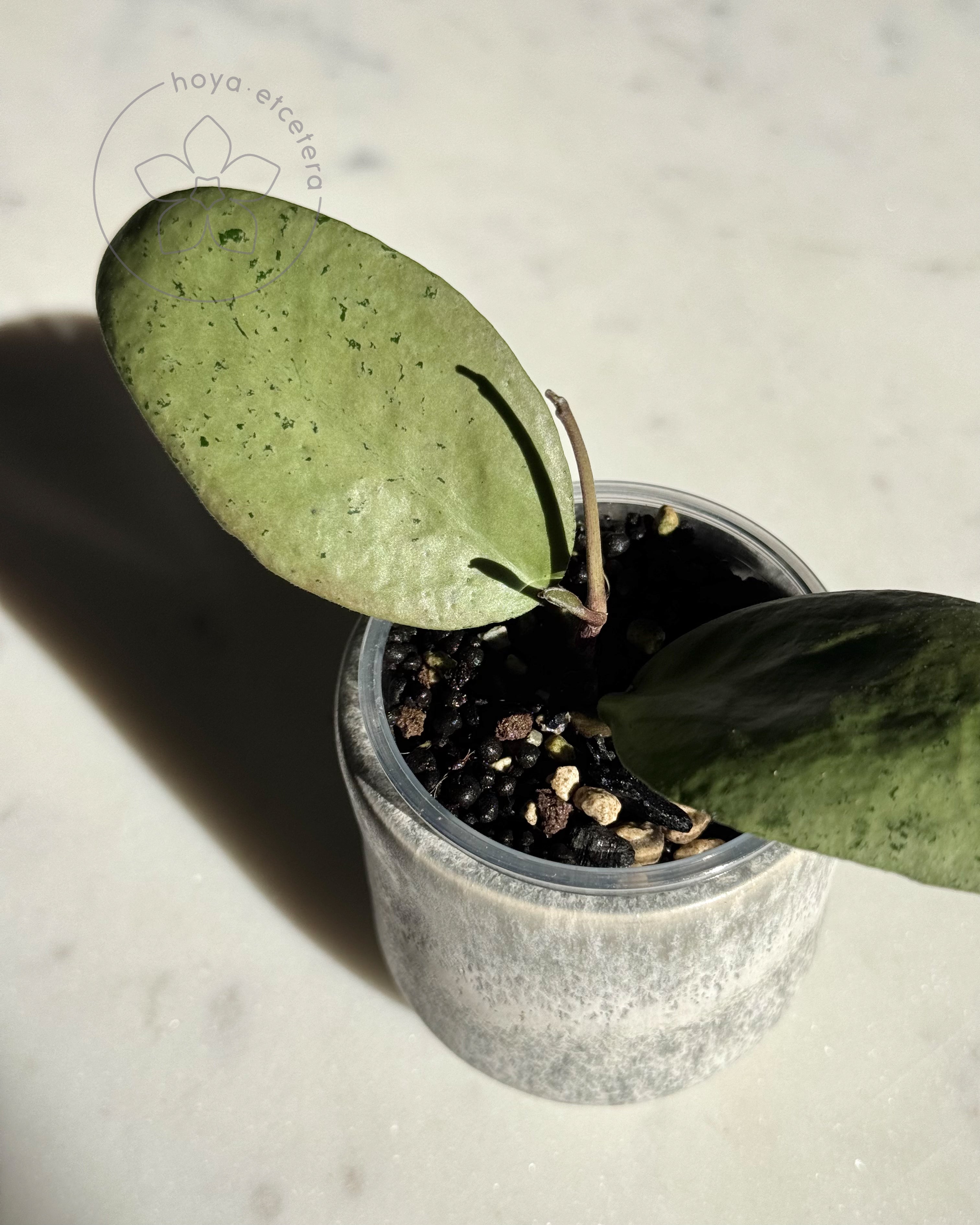 Hoya sp. Menak Sopal (silver) 🦄 – Hoya etcetera