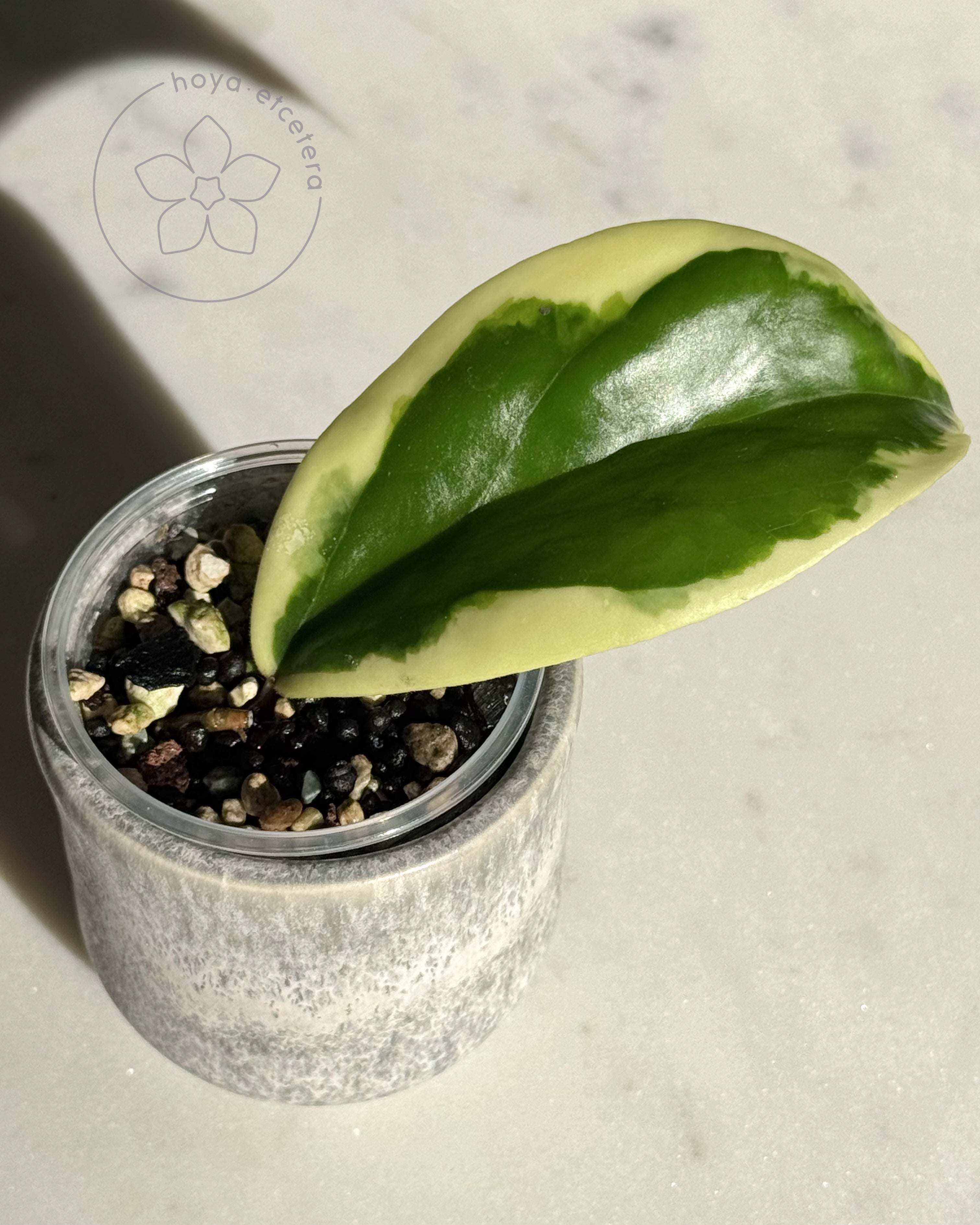 Hoya ilagiorum (albo) 🦄 – Hoya etcetera