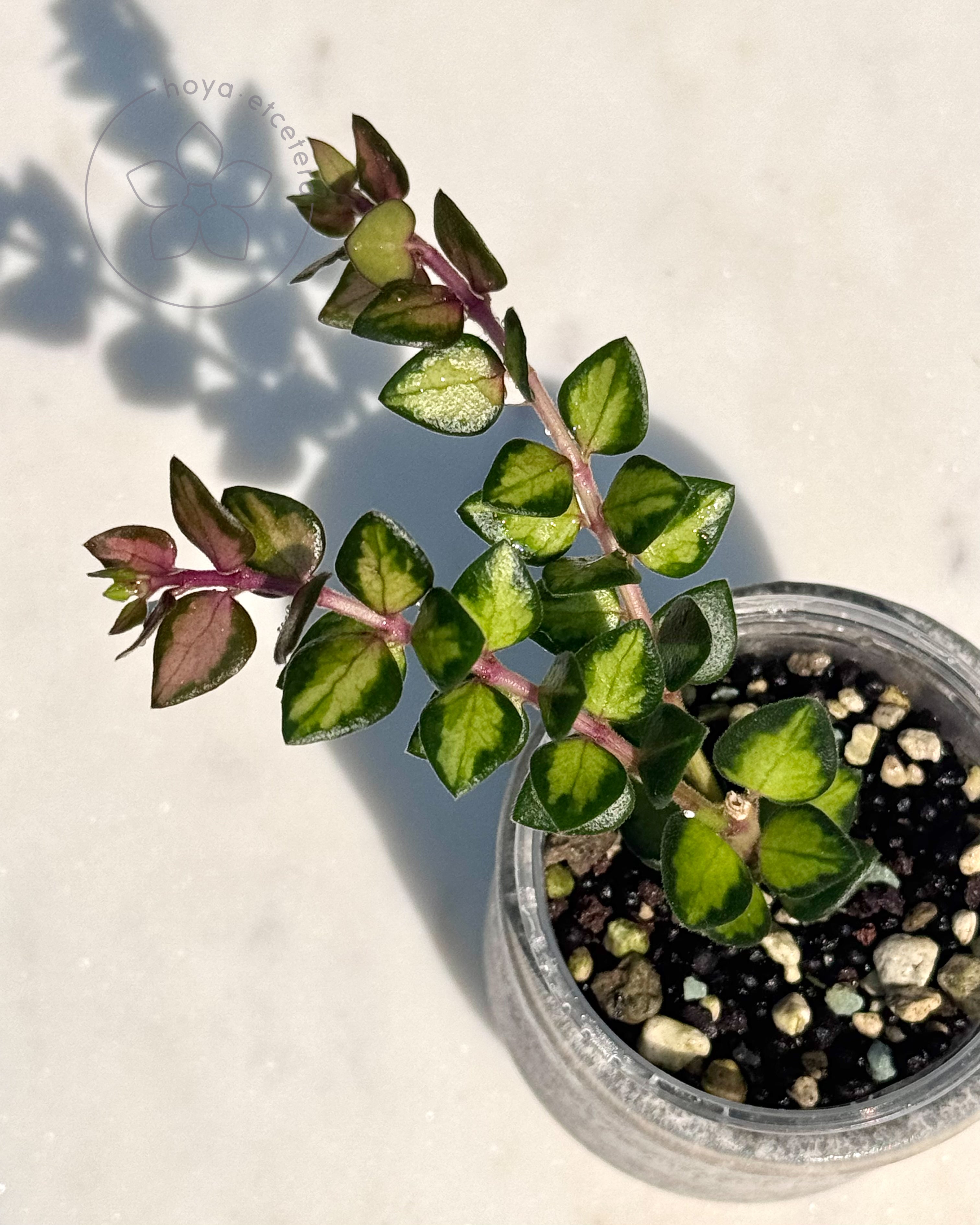 Hoya chinghungensis (variegated) – Hoya etcetera