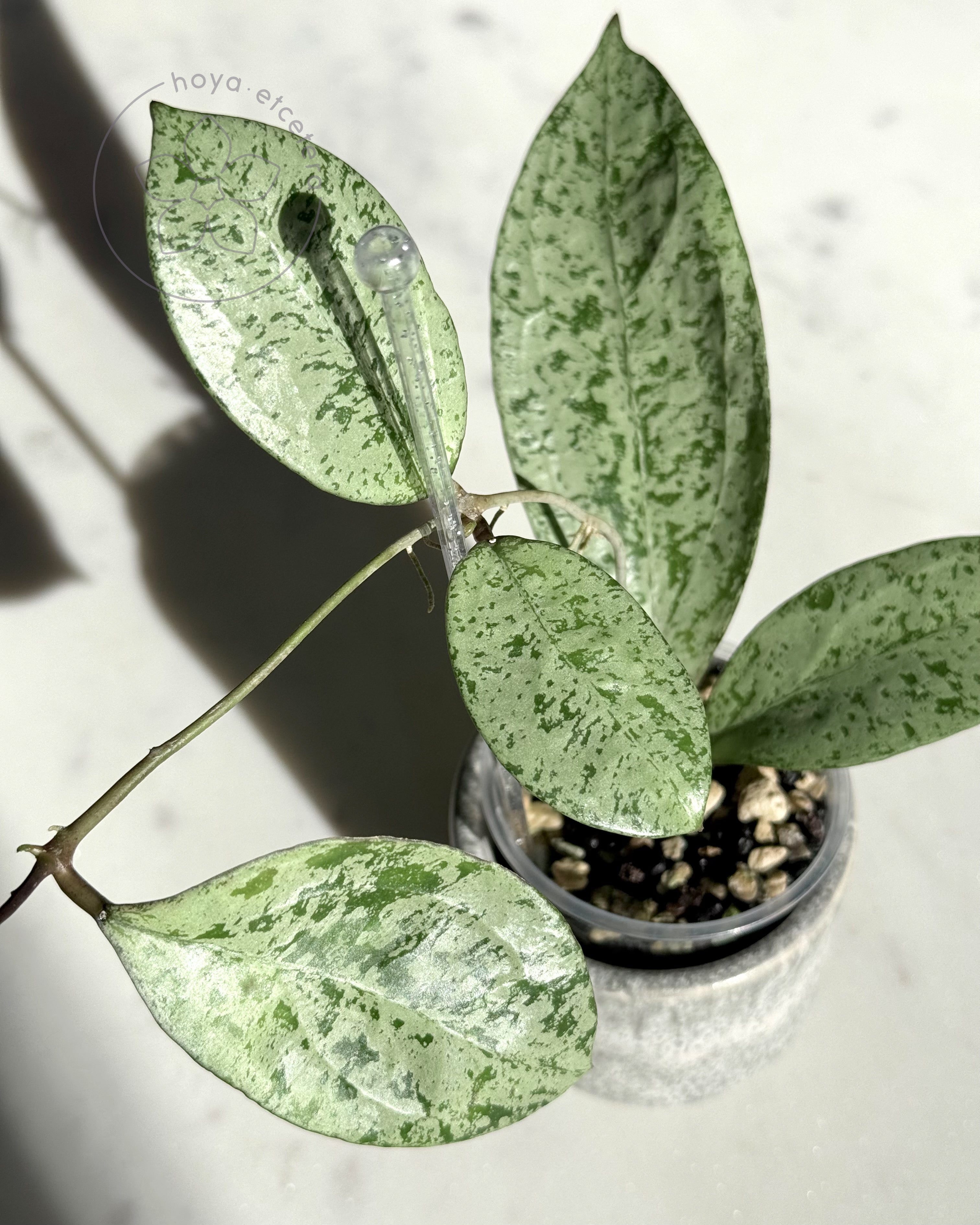 Hoya 'Snowman' 🦄 – Hoya etcetera